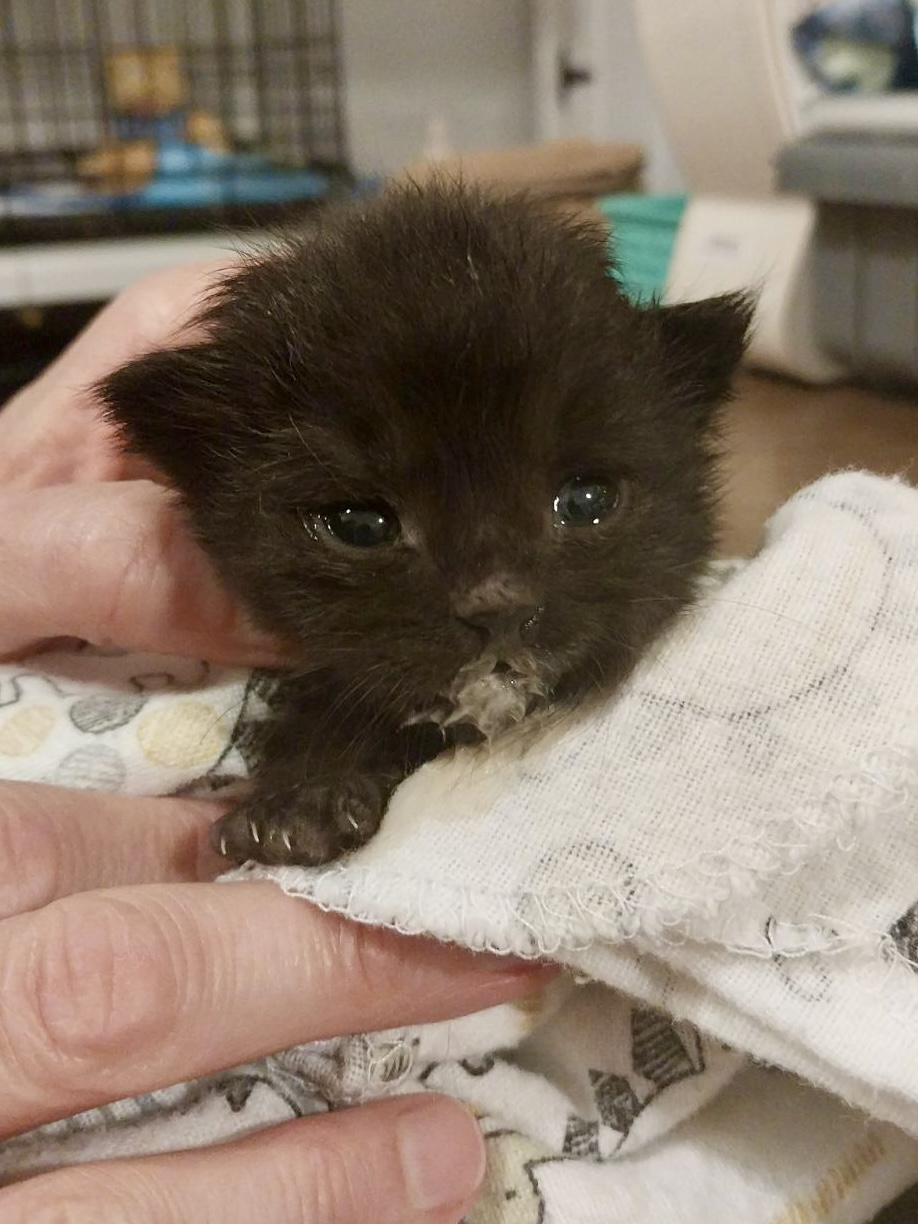 Resources – Lakewood Kitten Rescue